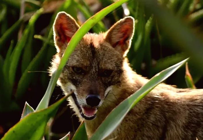 Israel witnesses unprecedented surge in rabies cases in 2025
