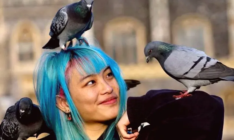 Initiative launched to safeguard pigeons at city market